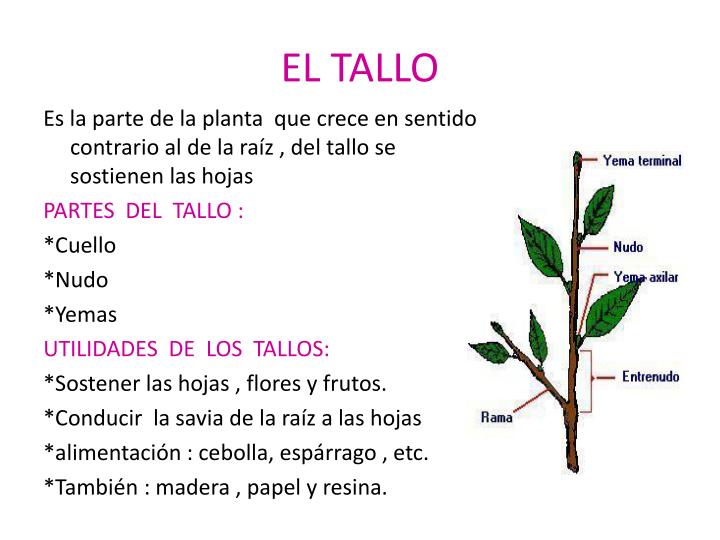 PPT - Las partes de las plantas PowerPoint Presentation - ID:6258944