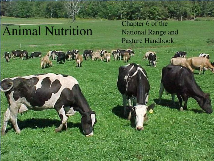 PPT - Animal Nutrition PowerPoint Presentation, free download - ID:6259368