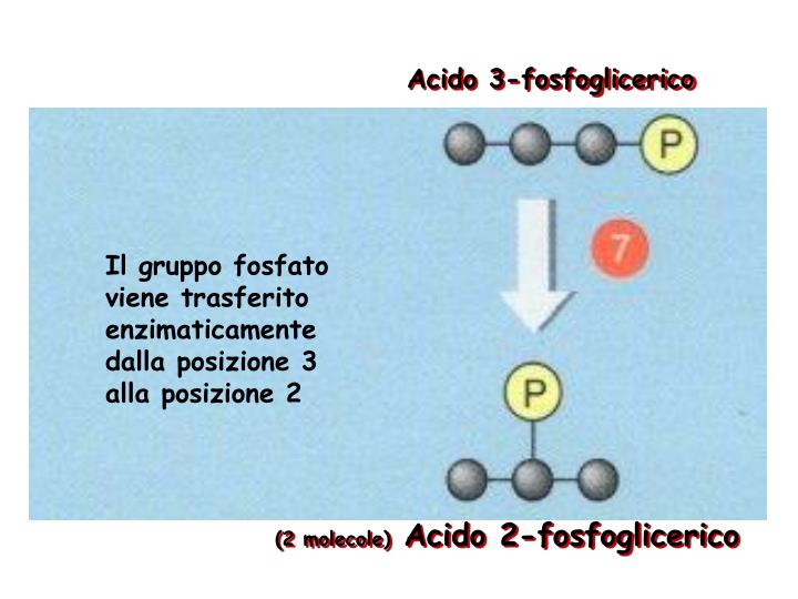 PPT - La glicolisi PowerPoint Presentation - ID:6260028