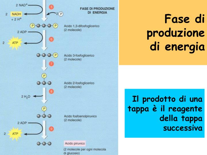 PPT - La glicolisi PowerPoint Presentation - ID:6260028