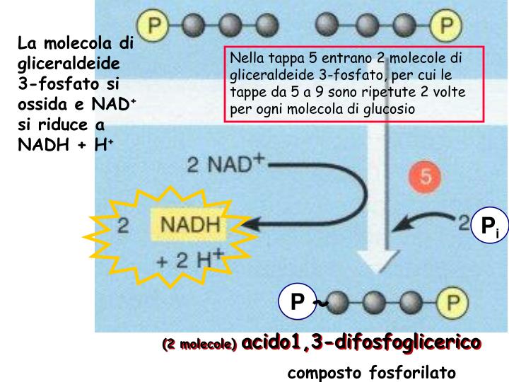 PPT - La glicolisi PowerPoint Presentation - ID:6260028