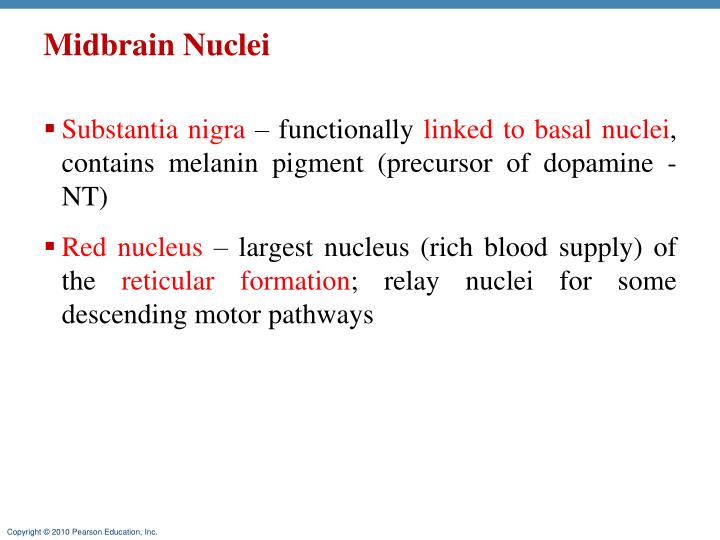PPT - Motor (efferent) system PowerPoint Presentation - ID:6260599