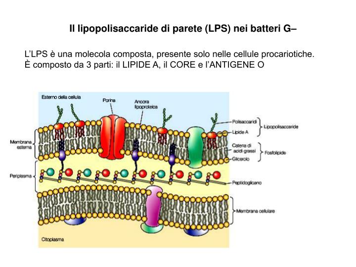 PPT - I PROCARIOTI PowerPoint Presentation - ID:6261213