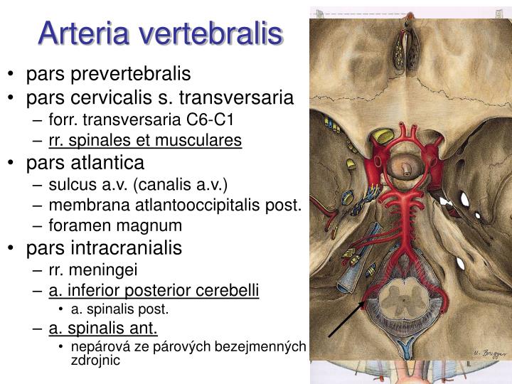 PPT - Tepenná soustava Systema arteriarum PowerPoint Presentation - ID ...