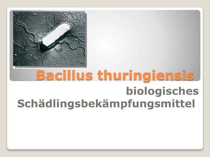 PPT - Bacillus thuringiensis PowerPoint Presentation, free download ...