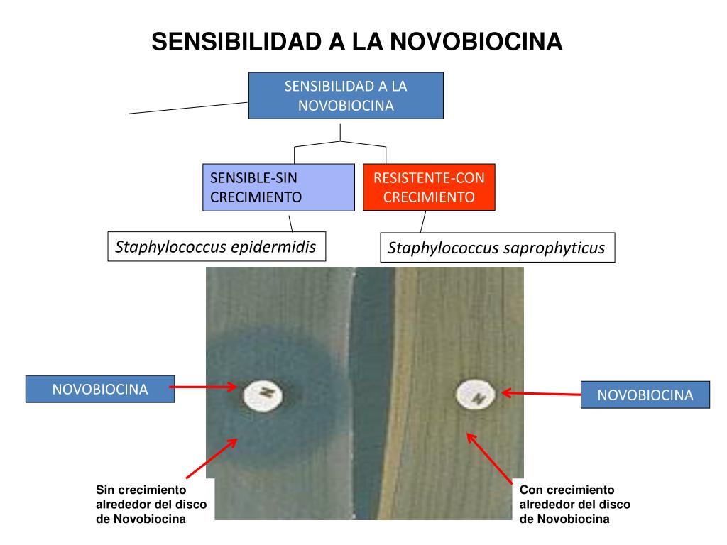 PPT - TALLER DE PRUEBAS BIOQUÍMICAS BÁSICAS UTILIZADAS EN EL ...