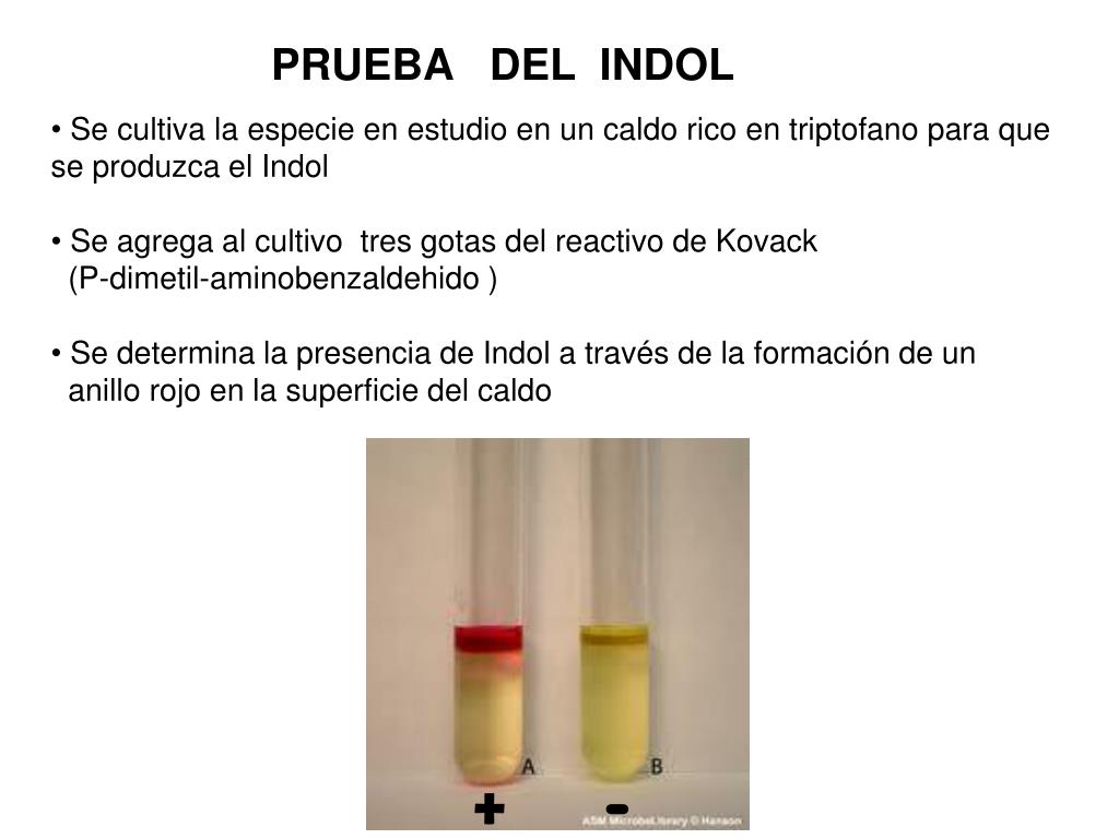 PPT - TALLER DE PRUEBAS BIOQUÍMICAS BÁSICAS UTILIZADAS EN EL ...