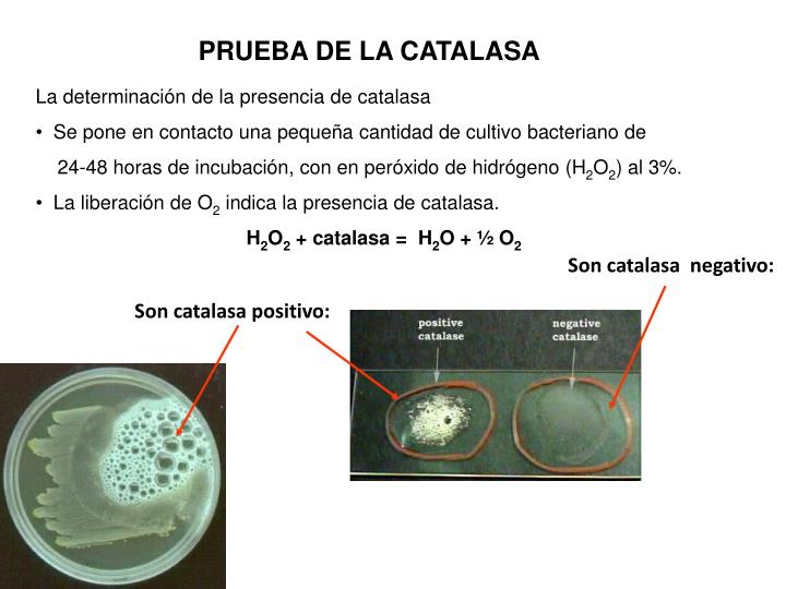 Ppt Taller De Pruebas Bioquímicas Básicas Utilizadas En El