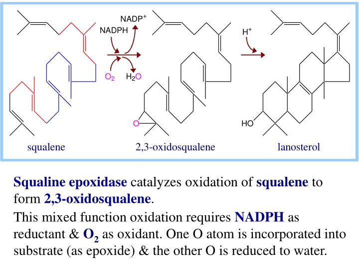 PPT - Cholesterol Synthesis PowerPoint Presentation - ID:6264942