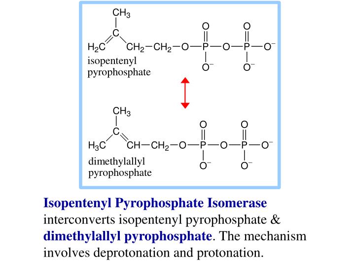 PPT - Cholesterol Synthesis PowerPoint Presentation - ID:6264942