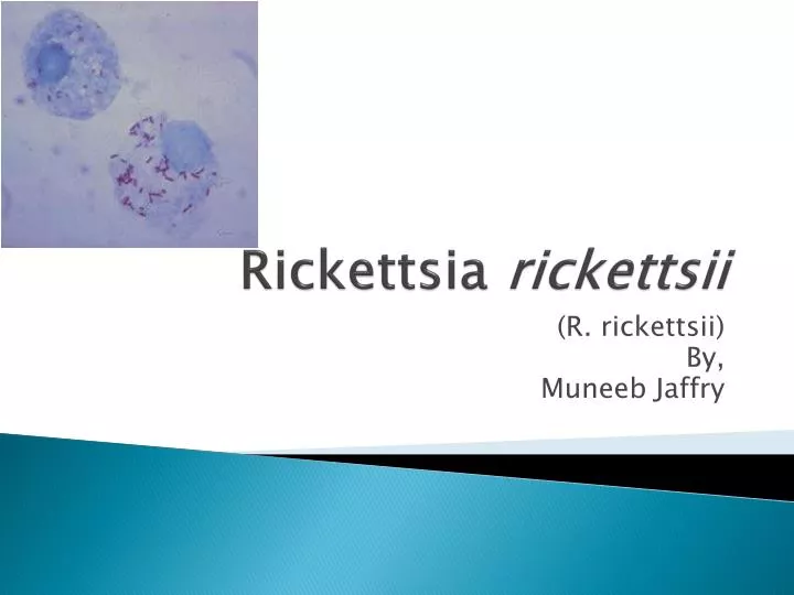 PPT - Rickettsia rickettsii PowerPoint Presentation, free download - ID:6269703