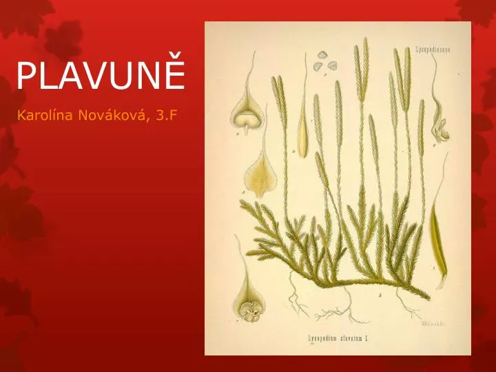 PPT - PLAVUNĚ PowerPoint Presentation, free download - ID:6272774