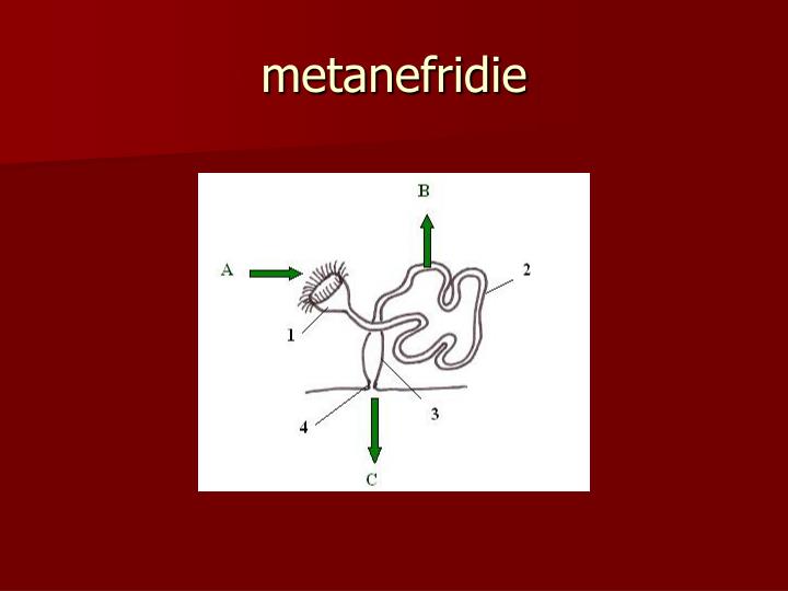 PPT - Kmen: Kroužkovci PowerPoint Presentation - ID:6274729