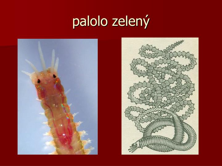 PPT - Kmen: Kroužkovci PowerPoint Presentation - ID:6274729