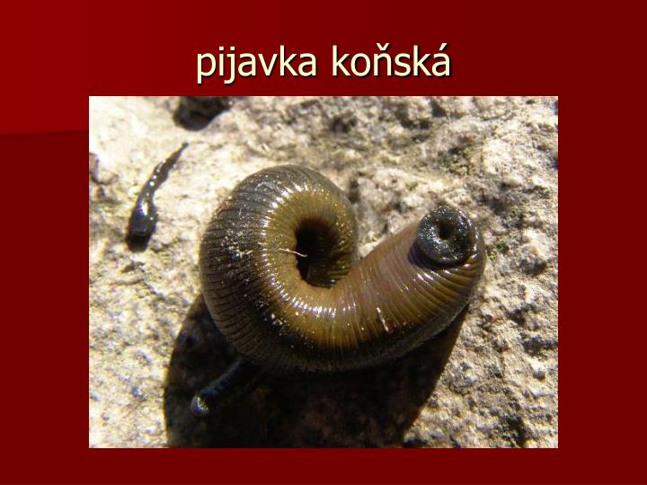 PPT - Kmen: Kroužkovci PowerPoint Presentation - ID:6274729