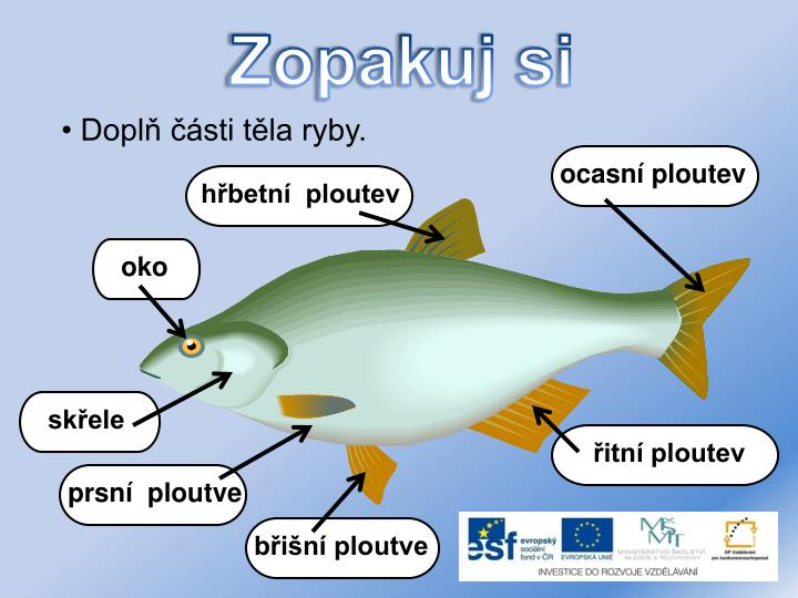 PPT - RYBY SLADKOVODNÍ A MOŘSKÉ PowerPoint Presentation - ID:6275518