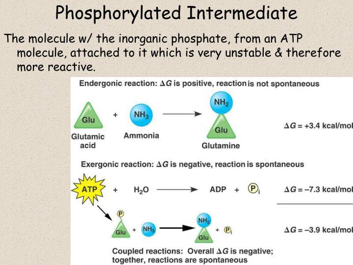 PPT - Ch 5 Energy & Metabolism PowerPoint Presentation - ID:6275676