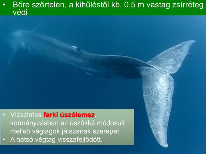 PPT - Tengeri emlősök PowerPoint Presentation - ID:6276105