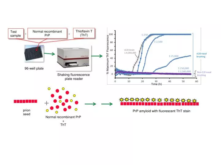 PPT - 96-well plate PowerPoint Presentation, free download - ID:6279907