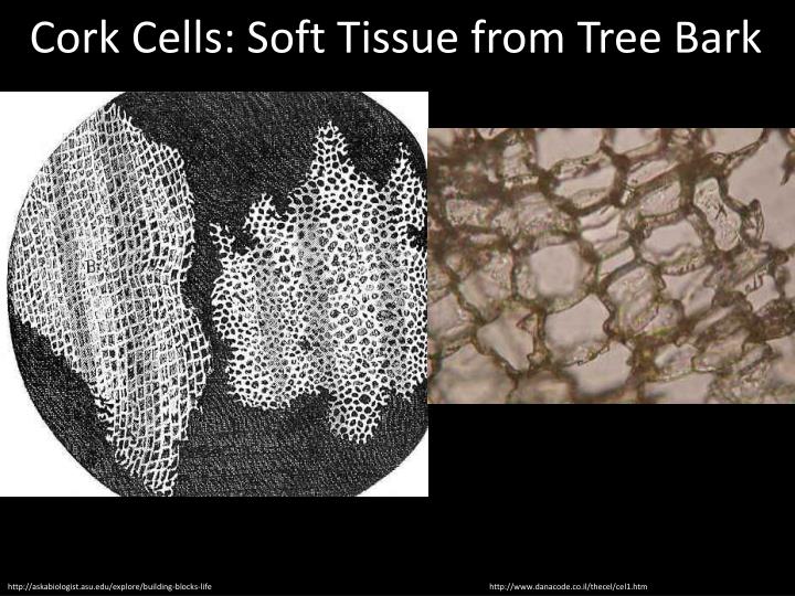PPT - The Diversity of Cells PowerPoint Presentation - ID:6283015
