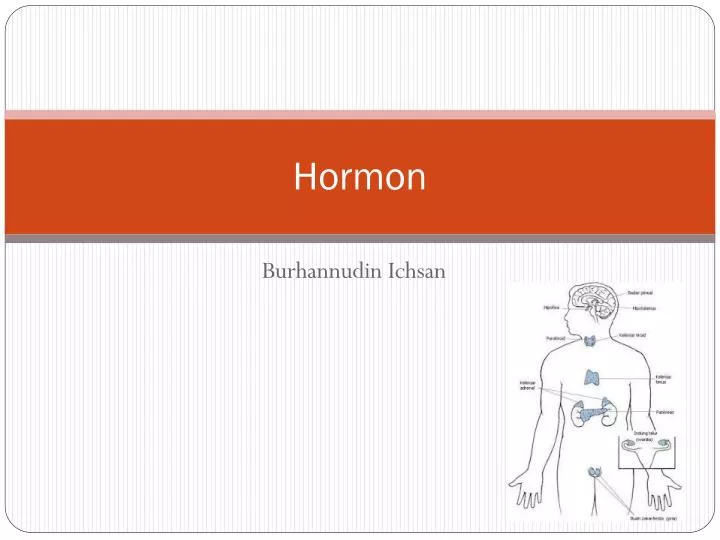 PPT - Hormon PowerPoint Presentation, free download - ID:6284401