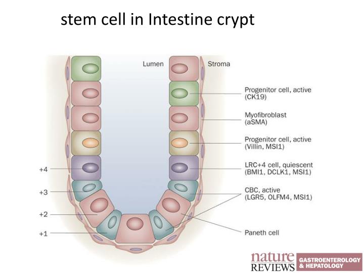 PPT - Stem Cell Identification PowerPoint Presentation - ID:6284578