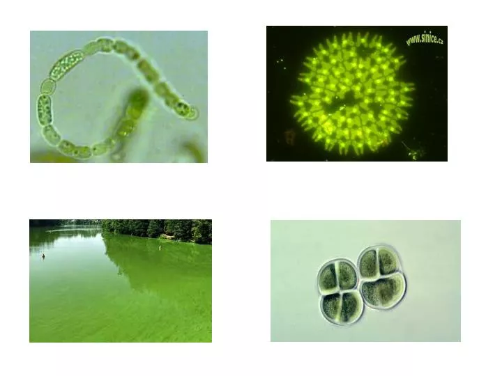 PPT - Sinice PowerPoint Presentation, free download - ID:6287042