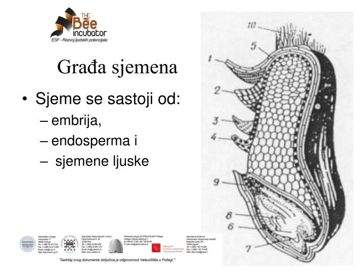 PPT - PRIMJENA PČELA KOD OPRAŠIVANJA RAZLIČITIH KULTIVIRANOG BILJA S ...