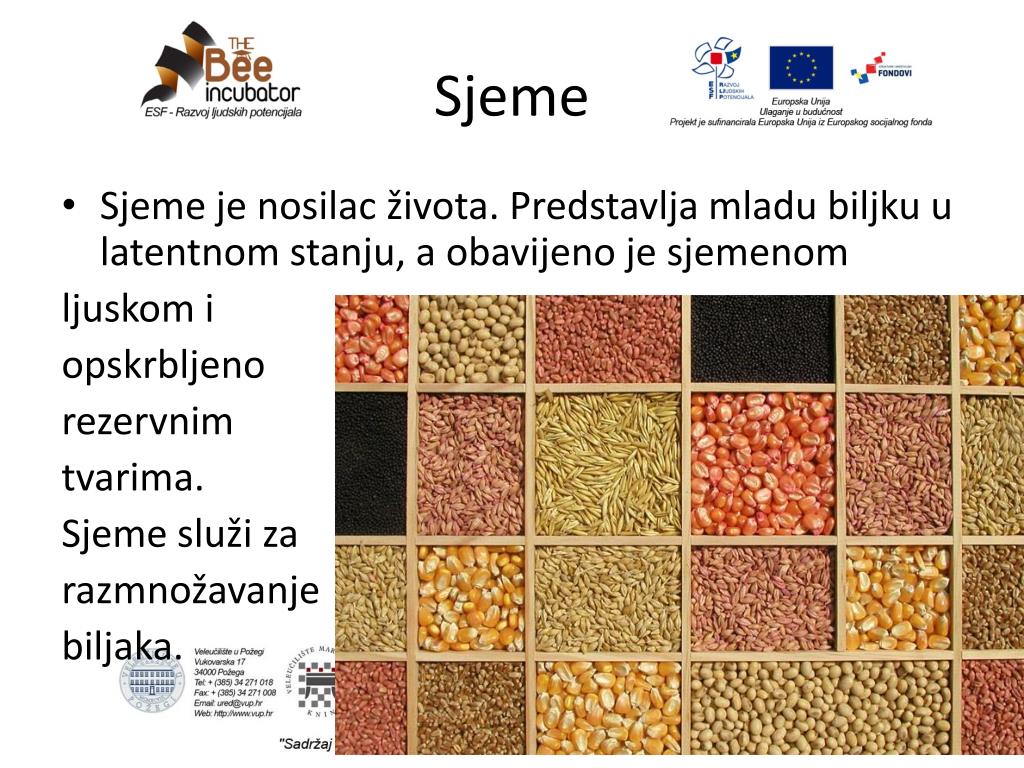 PPT - PRIMJENA PČELA KOD OPRAŠIVANJA RAZLIČITIH KULTIVIRANOG BILJA S ...