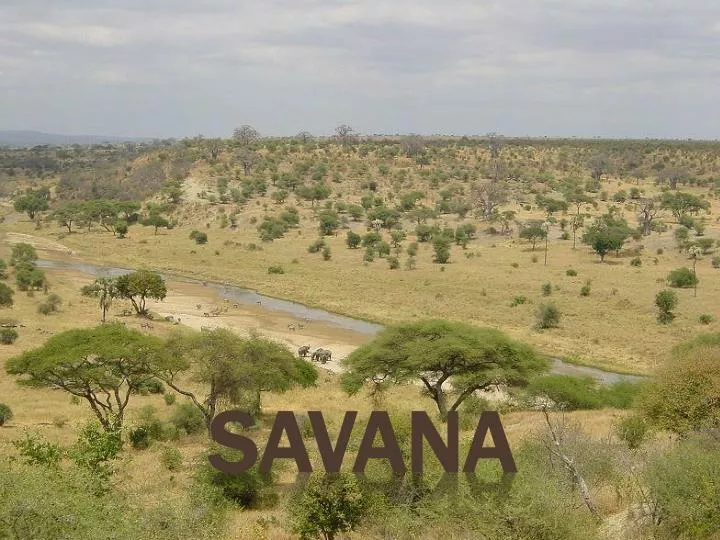 PPT - savana PowerPoint Presentation, free download - ID:6289427