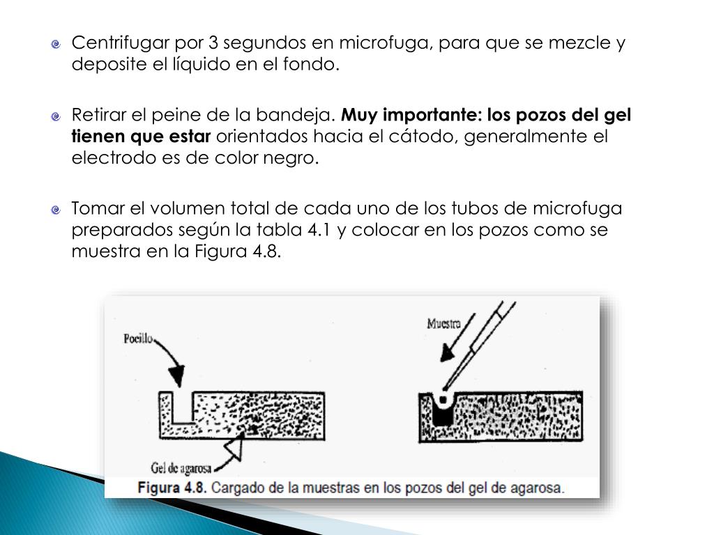 PPT - Ensayos de restricción y corrimiento electoforético en geles de ...