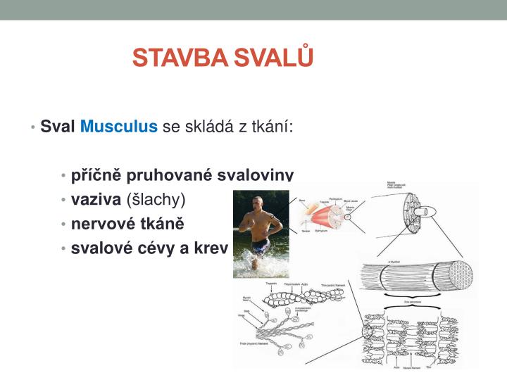 PPT - POHYBOVÝ SYSTÉM – svaly PowerPoint Presentation - ID:6291588