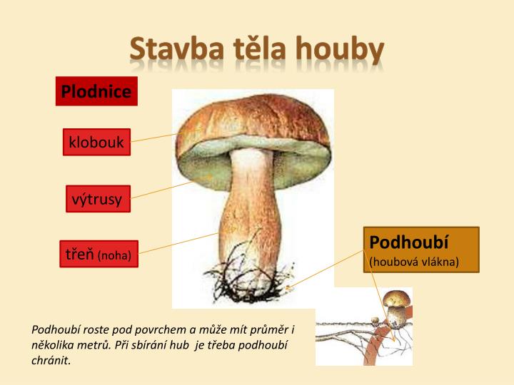 PPT - HOUBY PowerPoint Presentation - ID:6294797