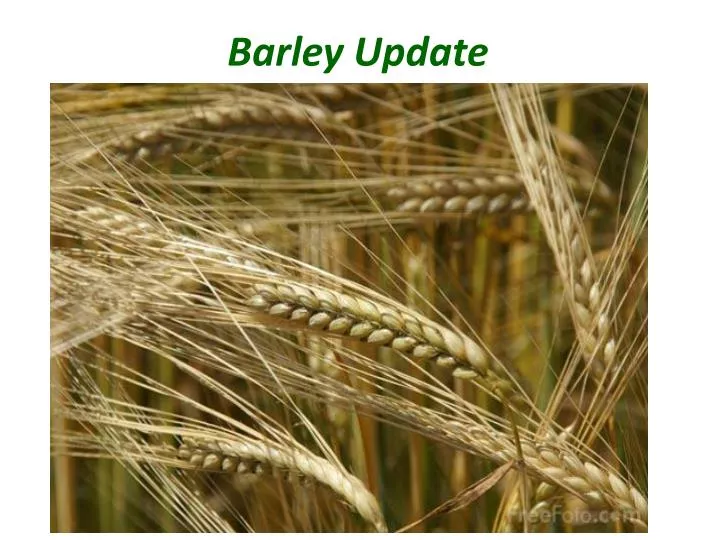 PPT - Barley Update PowerPoint Presentation, free download - ID:6296033
