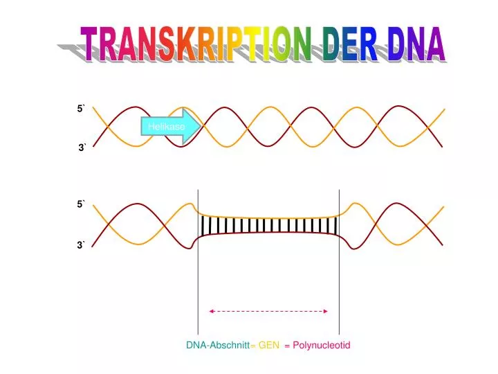 PPT - TRANSKRIPTION DER DNA PowerPoint Presentation, free download - ID ...