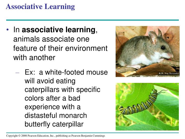 PPT - Chapter 51: Animal Behavior PowerPoint Presentation - ID:6298958
