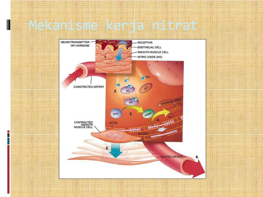 PPT - Rahmatini Bagian Farmakologi Fakultas kedokteran universitas ...