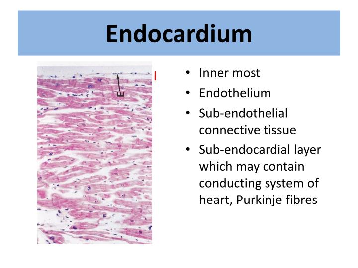PPT - The Heart PowerPoint Presentation - ID:6299761