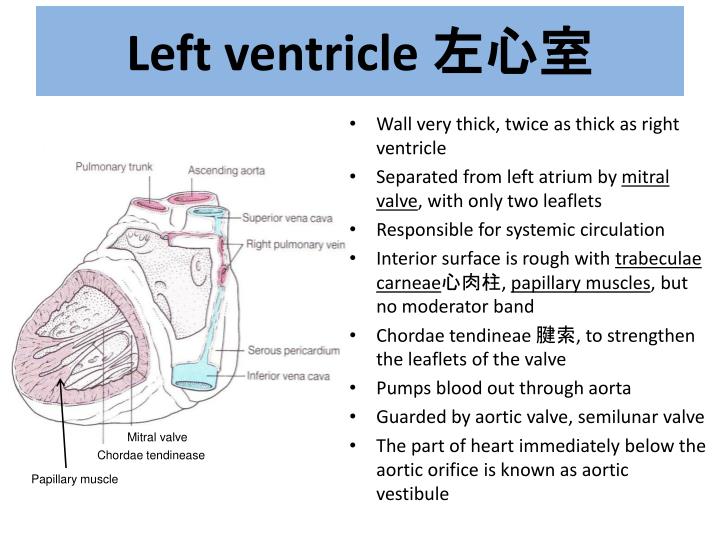 PPT - The Heart PowerPoint Presentation - ID:6299761