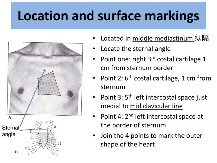 PPT - The Heart PowerPoint Presentation - ID:6299761