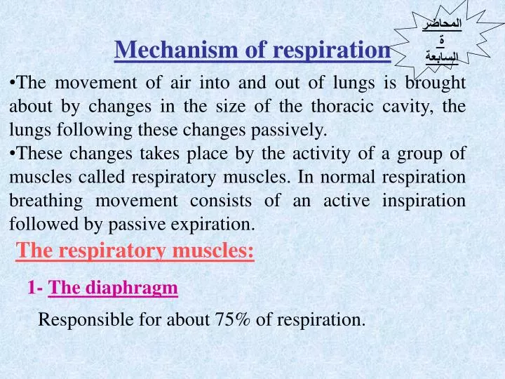 PPT - Mechanism of respiration PowerPoint Presentation, free download ...