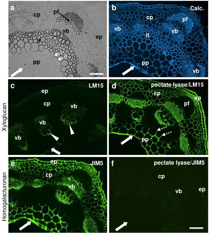 PPT - pectate lyase/LM15 PowerPoint Presentation, free download - ID ...