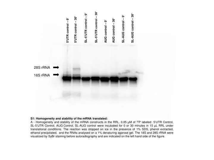 PPT - 28S rRNA PowerPoint Presentation, free download - ID:6300319
