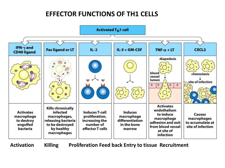 PPT - Activated T -cell PowerPoint Presentation - ID:6301895