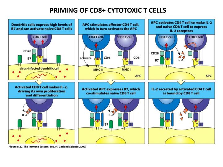 PPT - Activated T -cell PowerPoint Presentation - ID:6301895