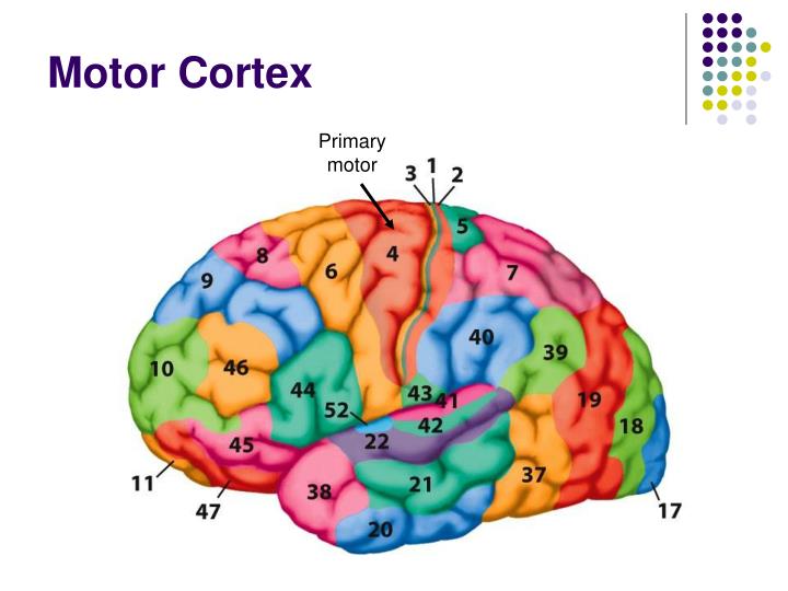 PPT - Functional Neuroanatomy PowerPoint Presentation - ID:6303112