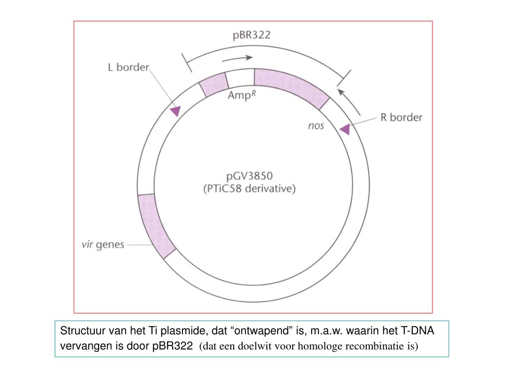 PPT - Moleculaire klonering in planten Vectoren : planten Primros e ...