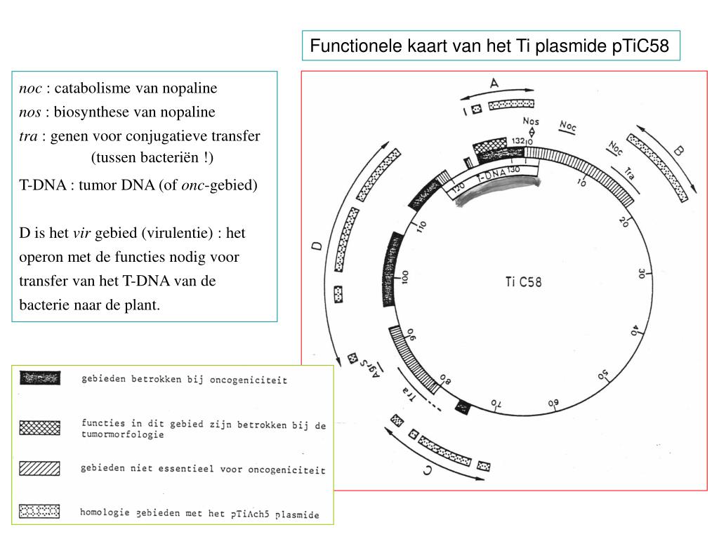 PPT - Moleculaire klonering in planten Vectoren : planten Primros e ...