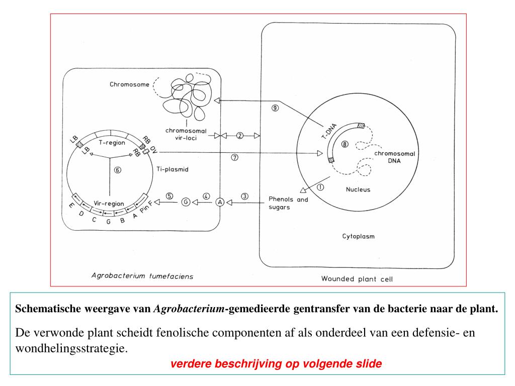 PPT - Moleculaire klonering in planten Vectoren : planten Primros e ...