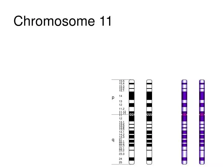 PPT - Chromosome 11 PowerPoint Presentation, free download - ID:6306605